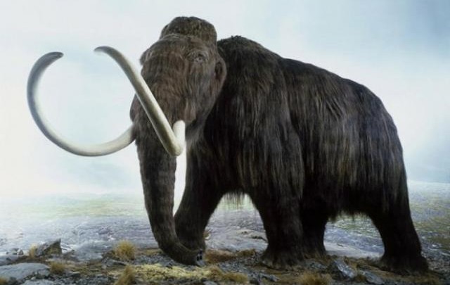 Woolly mammoth resurrection.